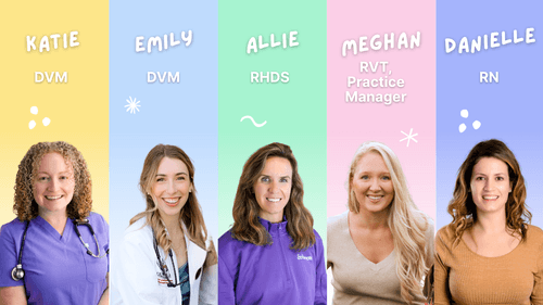 Meet Scribenote’s Clinical Team: The Veterinarians and Experts Behind Our AI Veterinary ...